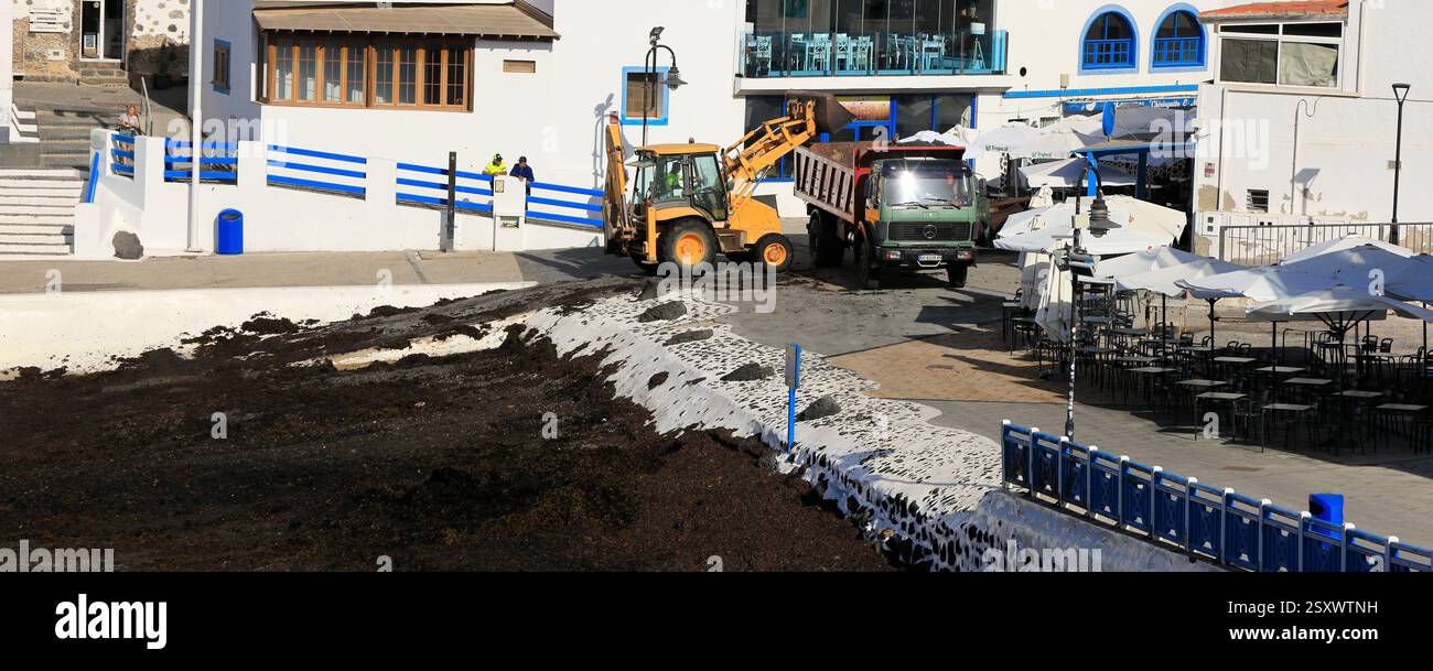 Workers using a JCB clearing invasive seaweed from choking the town ...