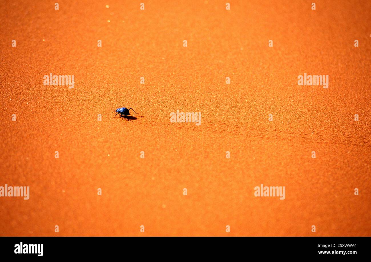 Nebeltrinker-Käfer, Onymacris unguicularis, endemisch, Sanddüne, Wüste ...