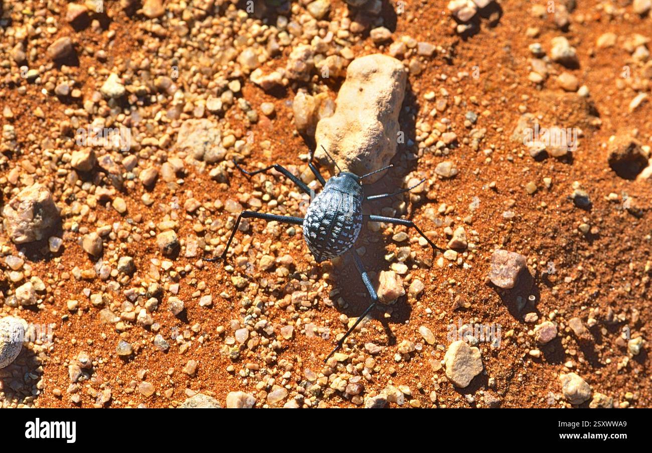 Afrika fog basking beetle hi-res stock photography and images - Alamy