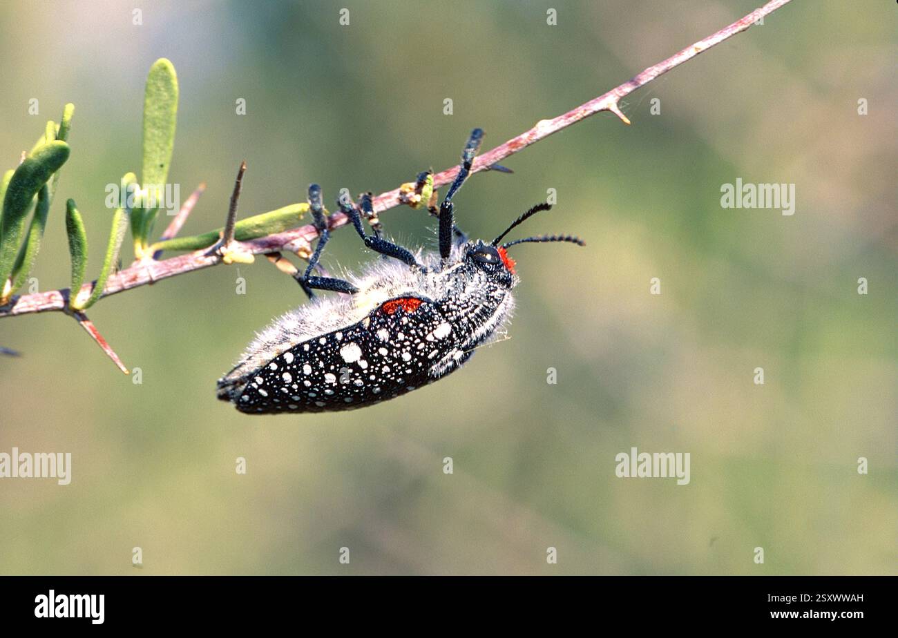 Joludis numeralis hi-res stock photography and images - Alamy