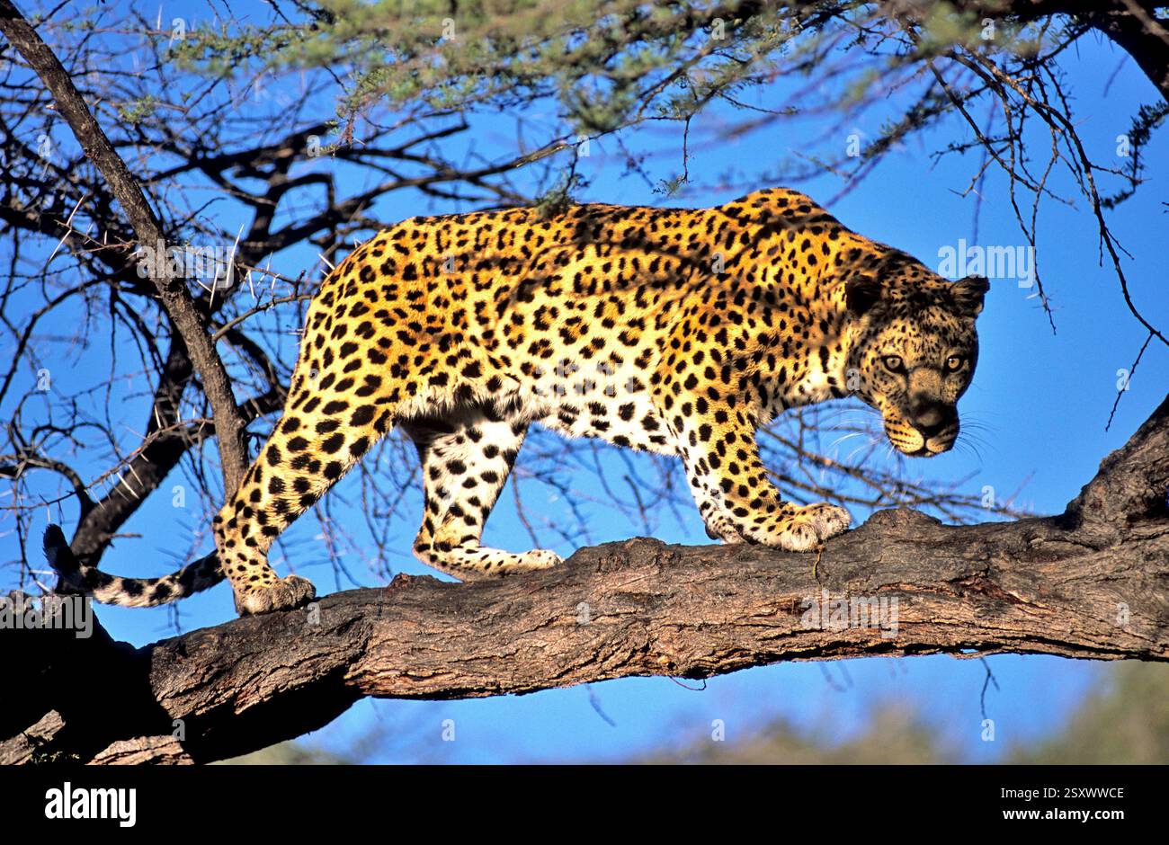 Leopard, Panthera pardus, Wildtierpark, Namibia, Afrika Leopard ...