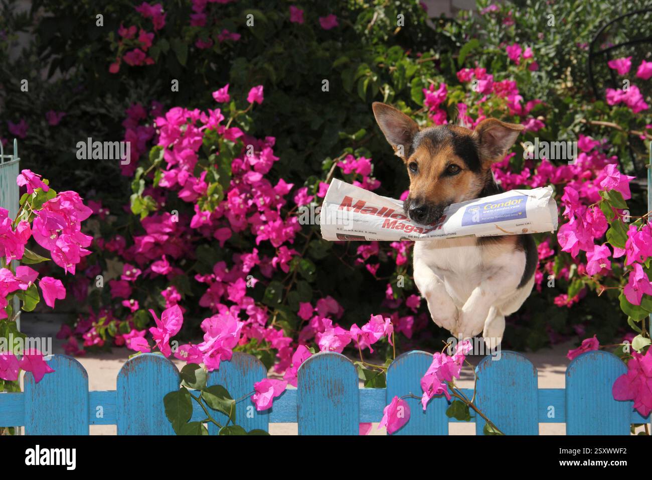 Jack Russell Terrier. Adult dog jumping over a blue fence while ...