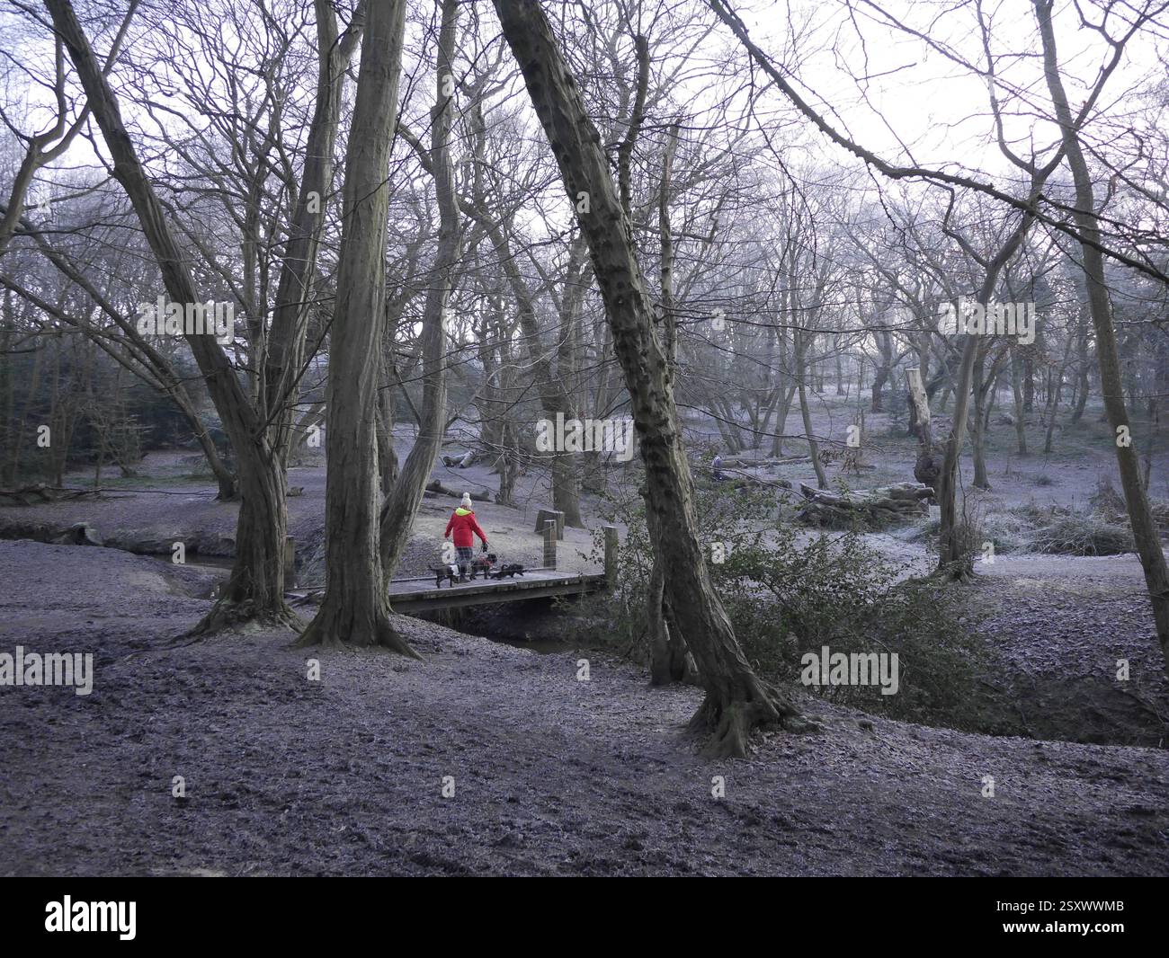 Dog walker crosses a bridge over the River Ching in Epping Forest ...