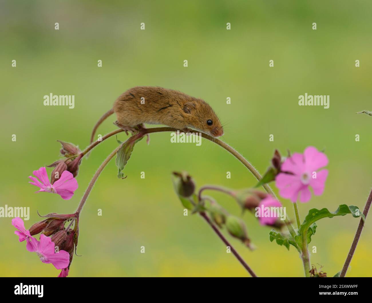 Harvest mouse Micromys minutus, climbing red campion flower stem ...