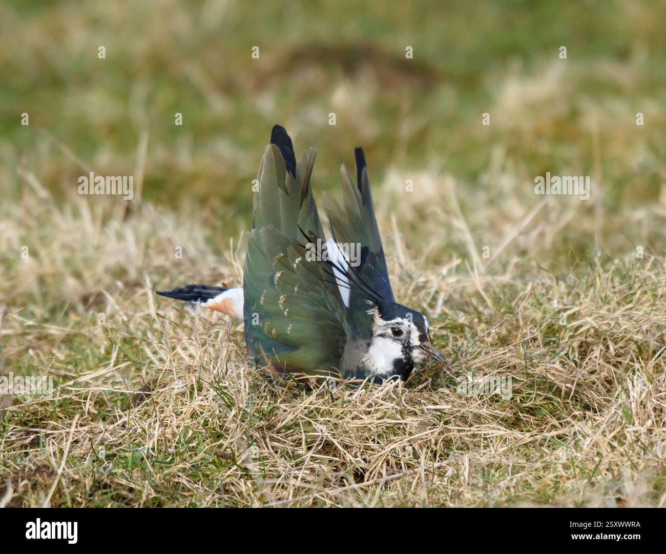 Male displaying at nest to attract female hi-res stock photography and ...
