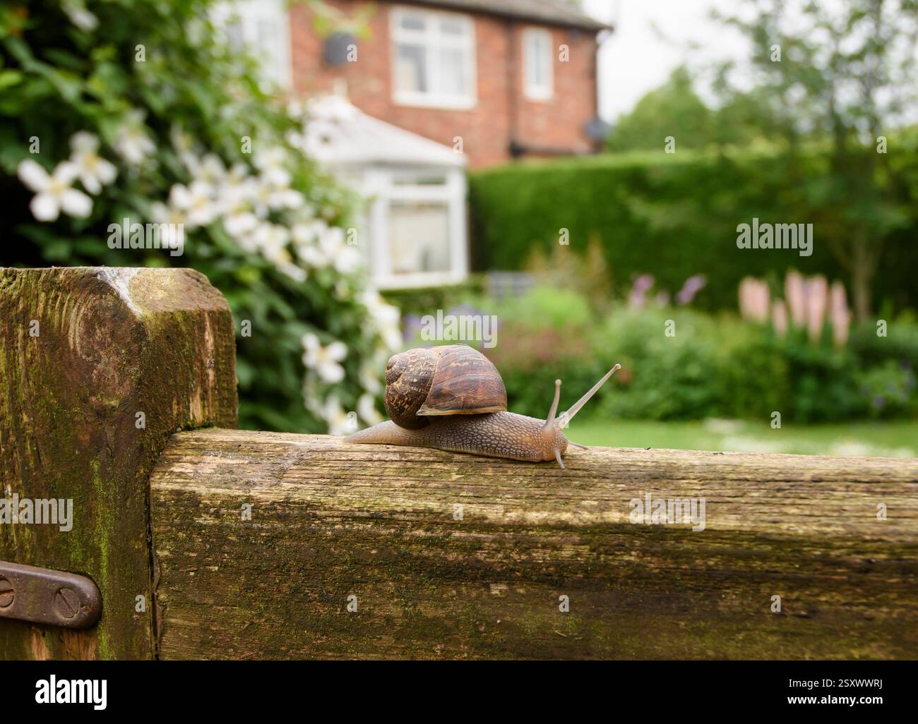 Garden snail Helix aspersa, on garden gate, County Durham, England, UK ...