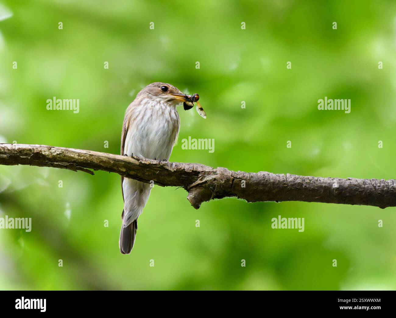 Insect nesting spots hi-res stock photography and images - Alamy