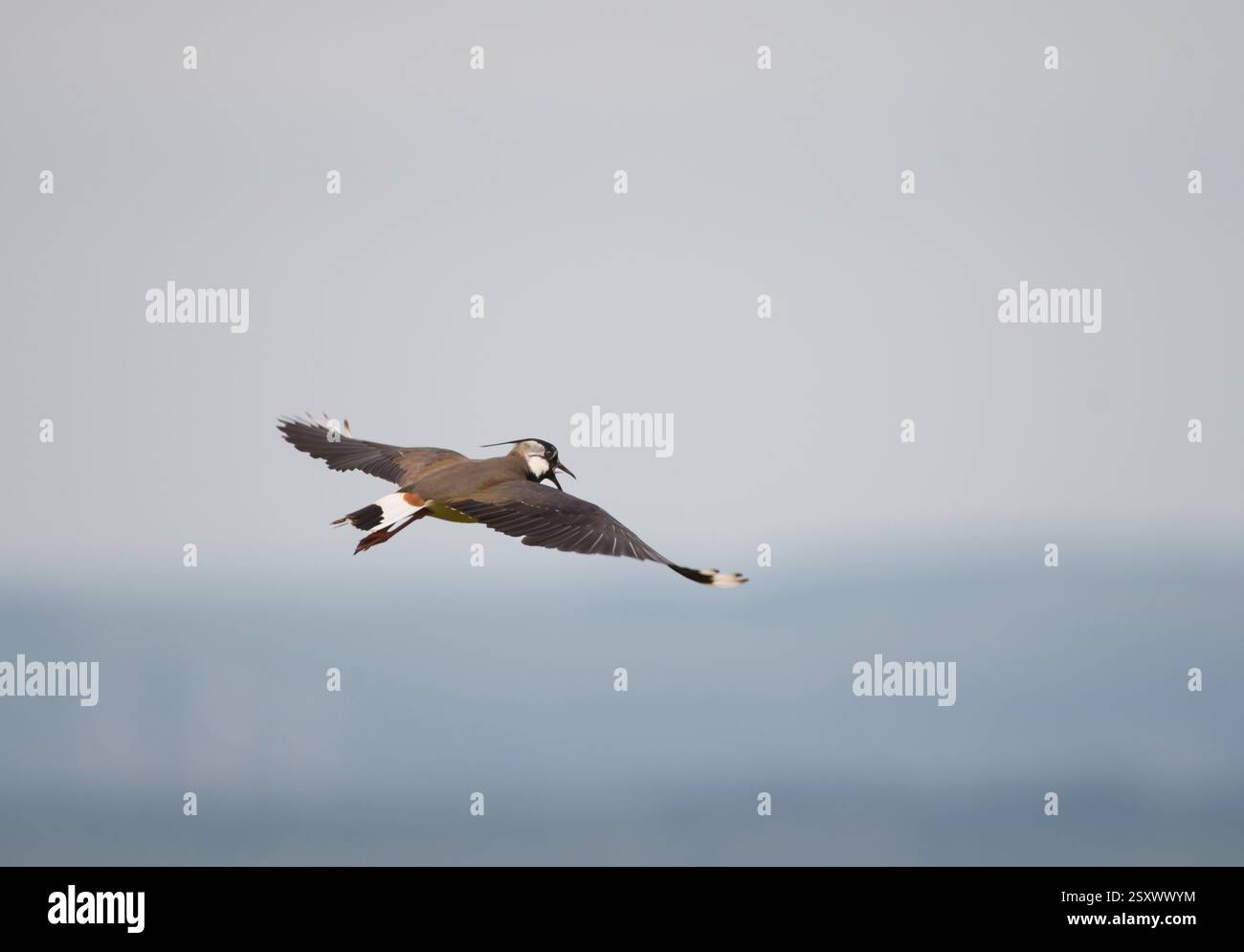 Northern lapwing Vanellus vanellus, calling in flight over breeding ...
