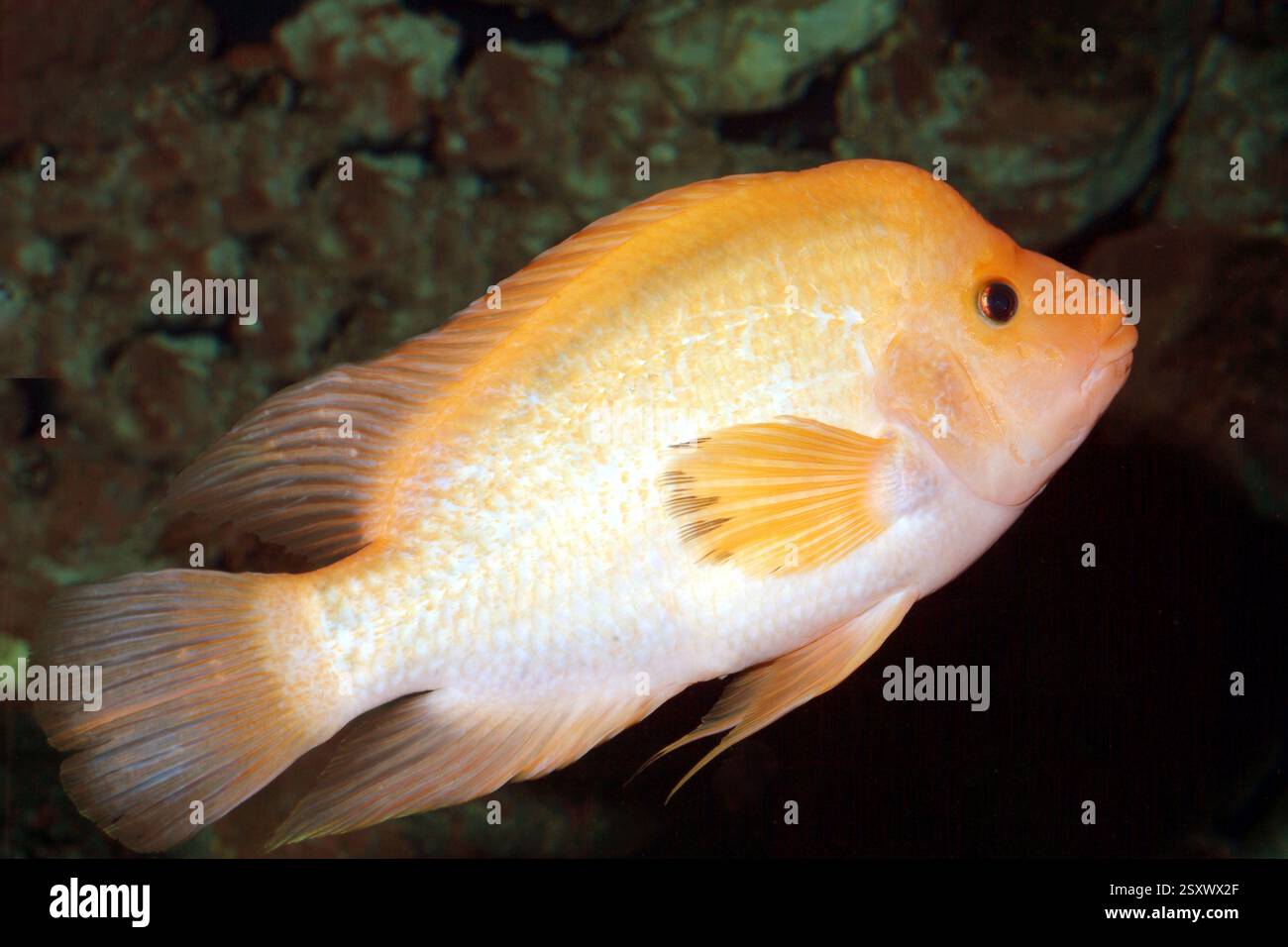 Midas Cichlid (Amphilophus citrinellus) under water Stock Photo - Alamy