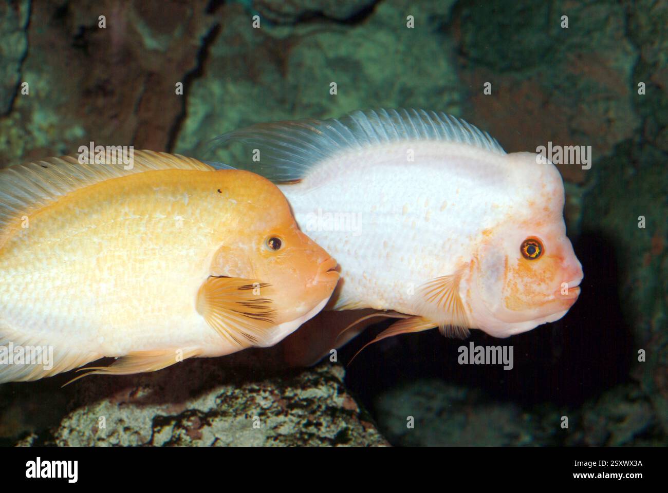 Midas Cichlid (Amphilophus citrinellus). Two fishes under water Stock Photo - Alamy