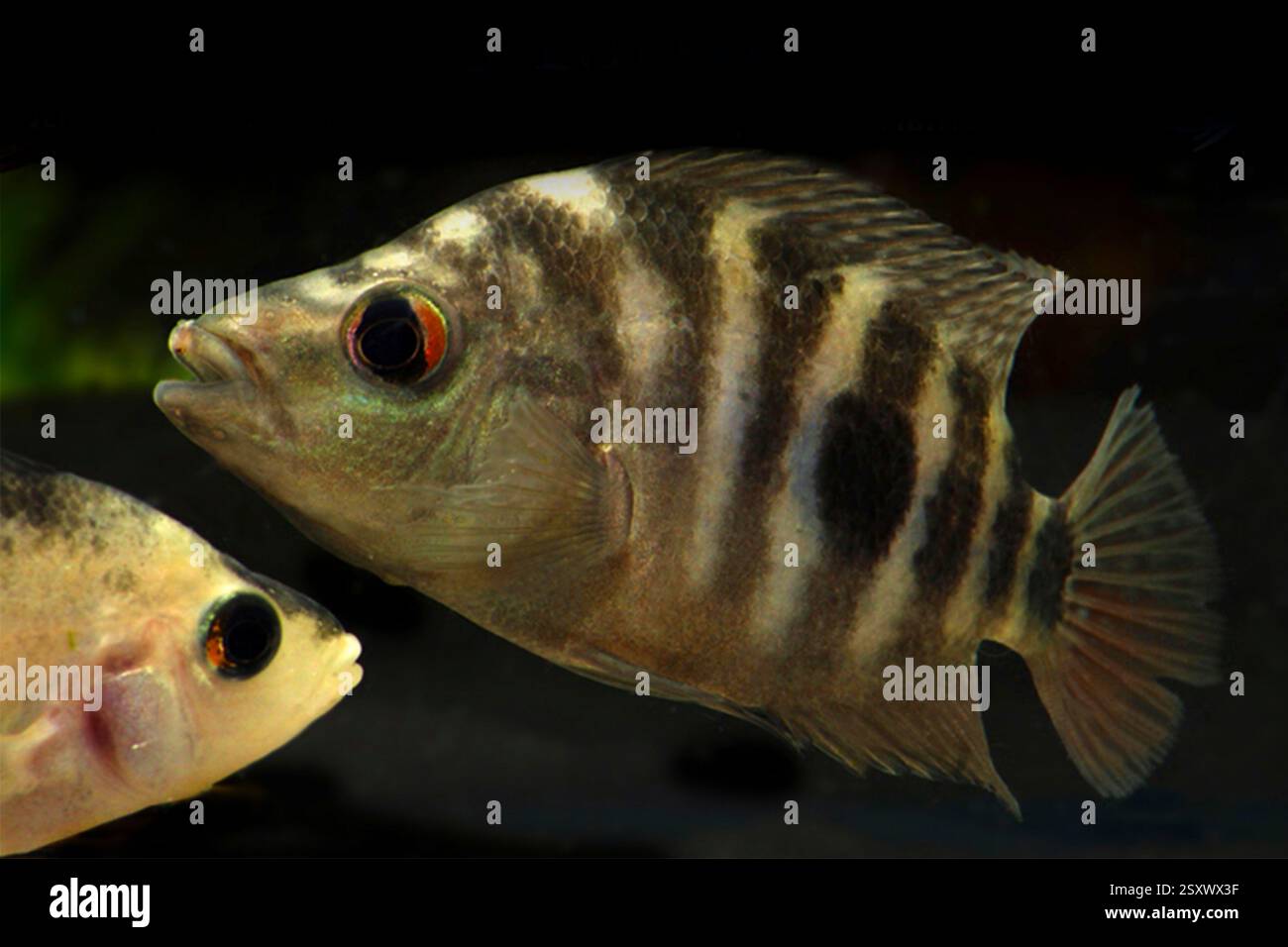 Midas Cichild (Amphilophus xiloaensis). Two fish of different colouring ...