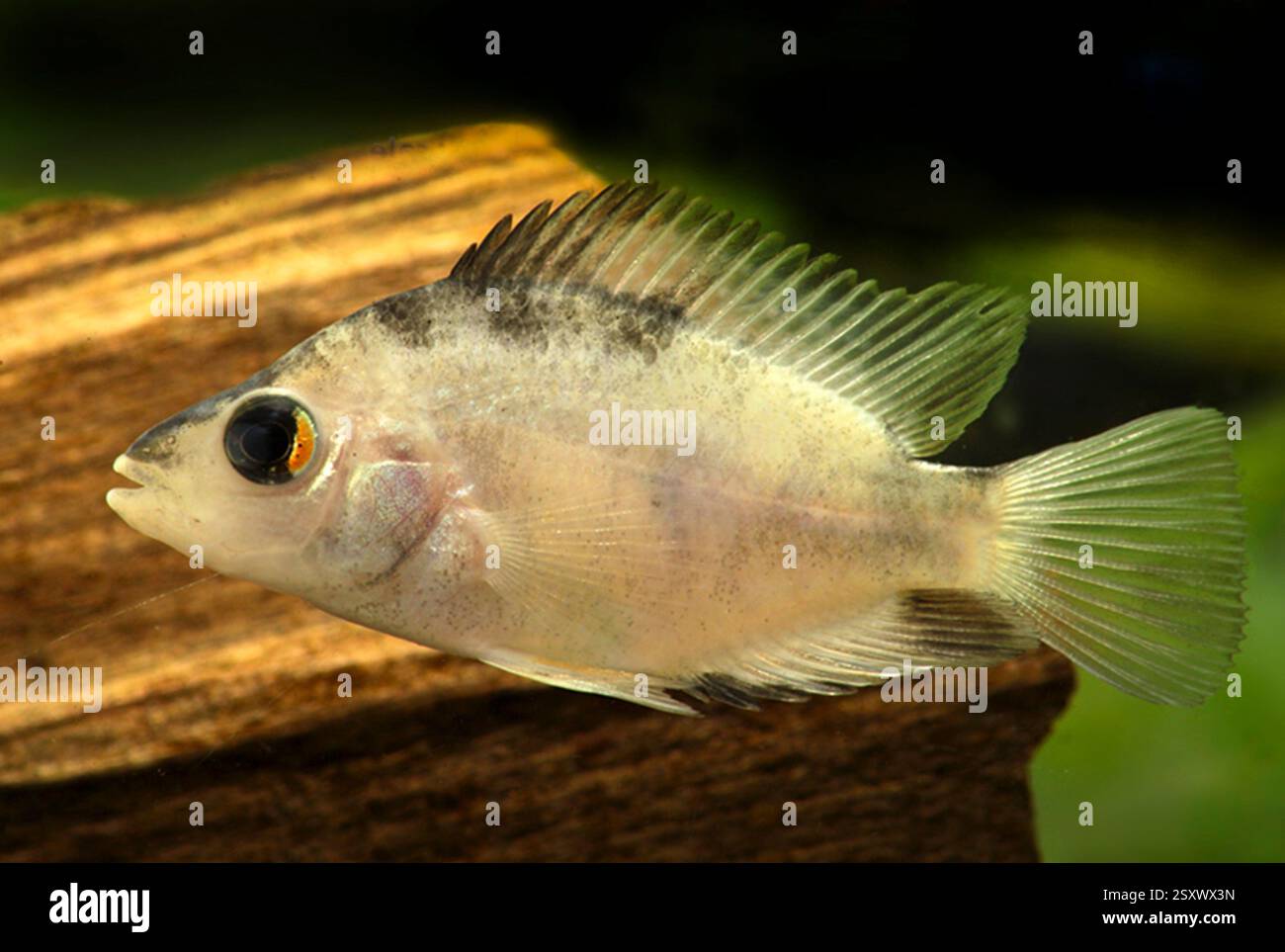 Midas Cichild (Amphilophus xiloaensis Stock Photo - Alamy