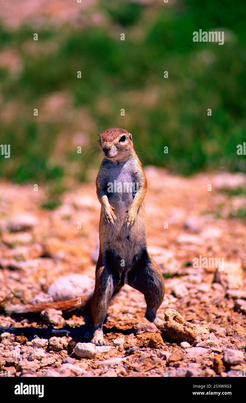 Kap-Borstenhörnchen, Xerus inauris, endemisch, Etosha Nationalpark ...