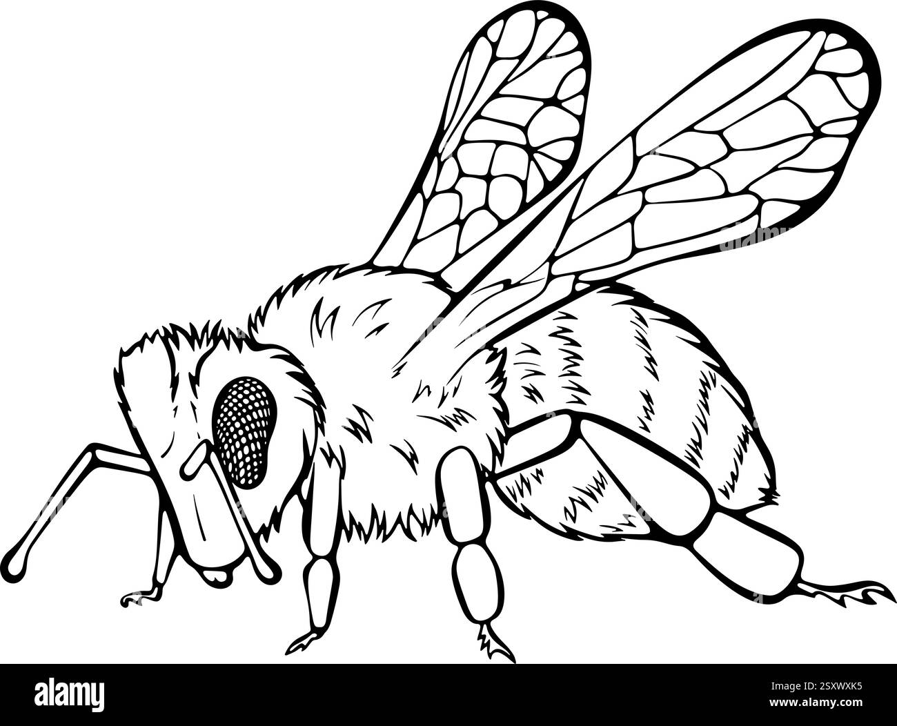 Bee side view line art Stock Vector Image & Art - Alamy