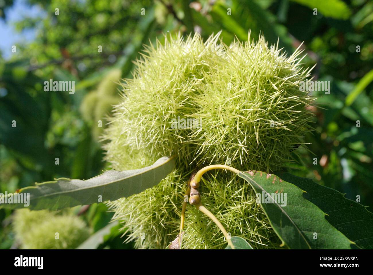 Chestnut tree in france hi-res stock photography and images - Alamy