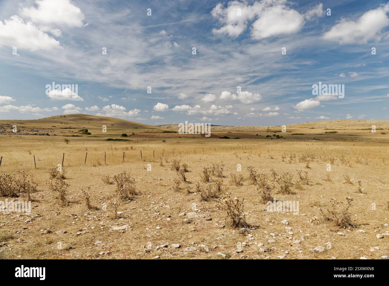 The drought dried-out completely the meadows from the “Causse de Méjean ...