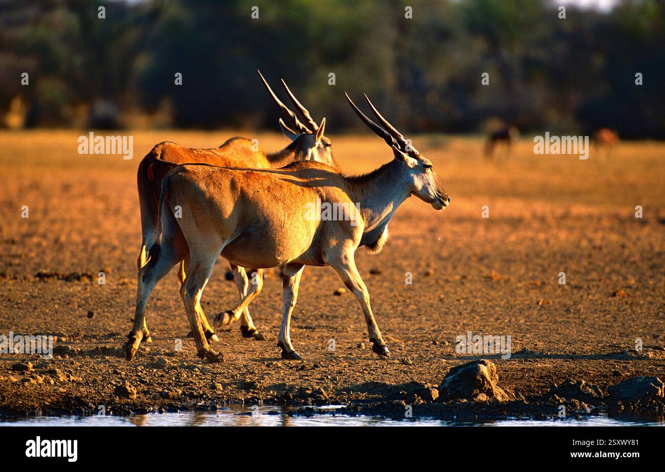 Elenantilpoe hi-res stock photography and images - Alamy