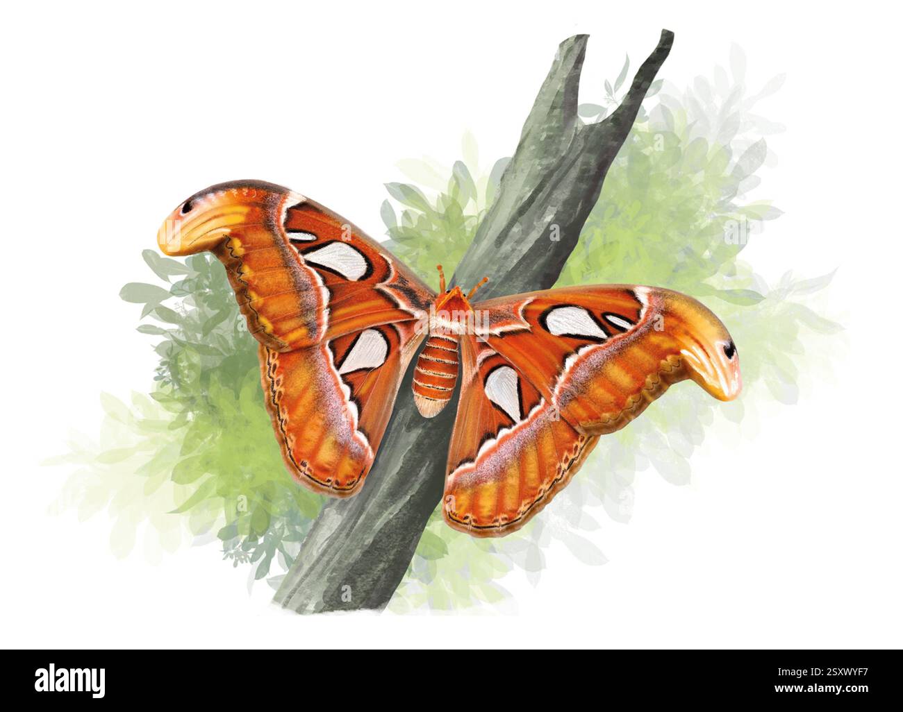 Illustration of an Atlas moth (Attacus atlas). Atlas moths are famous ...
