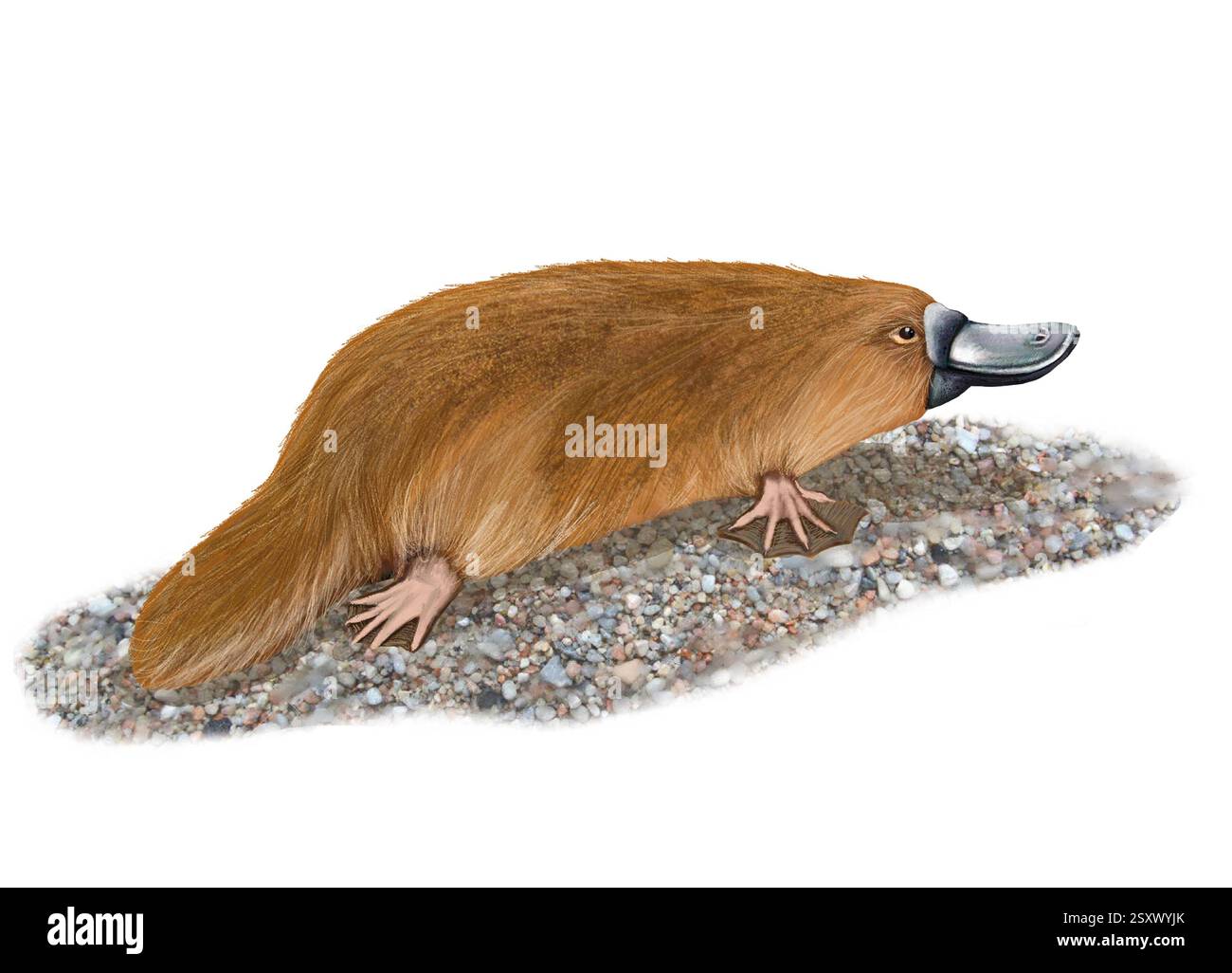 Illustration of a platypus (Ornithorhynchus anatinus). This semi ...