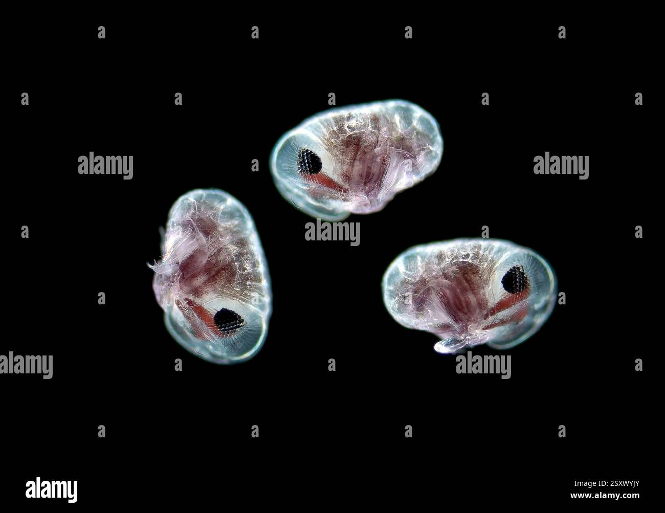 Light micrograph of Hyperia sp. amphipods. These crustaceans ...