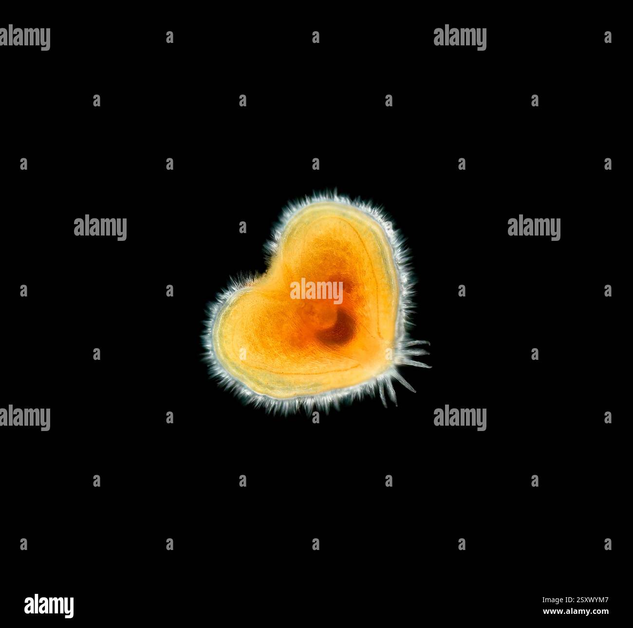 Light micrograph of an entoproct (phylum Entoprocta) larva. Specimen ...