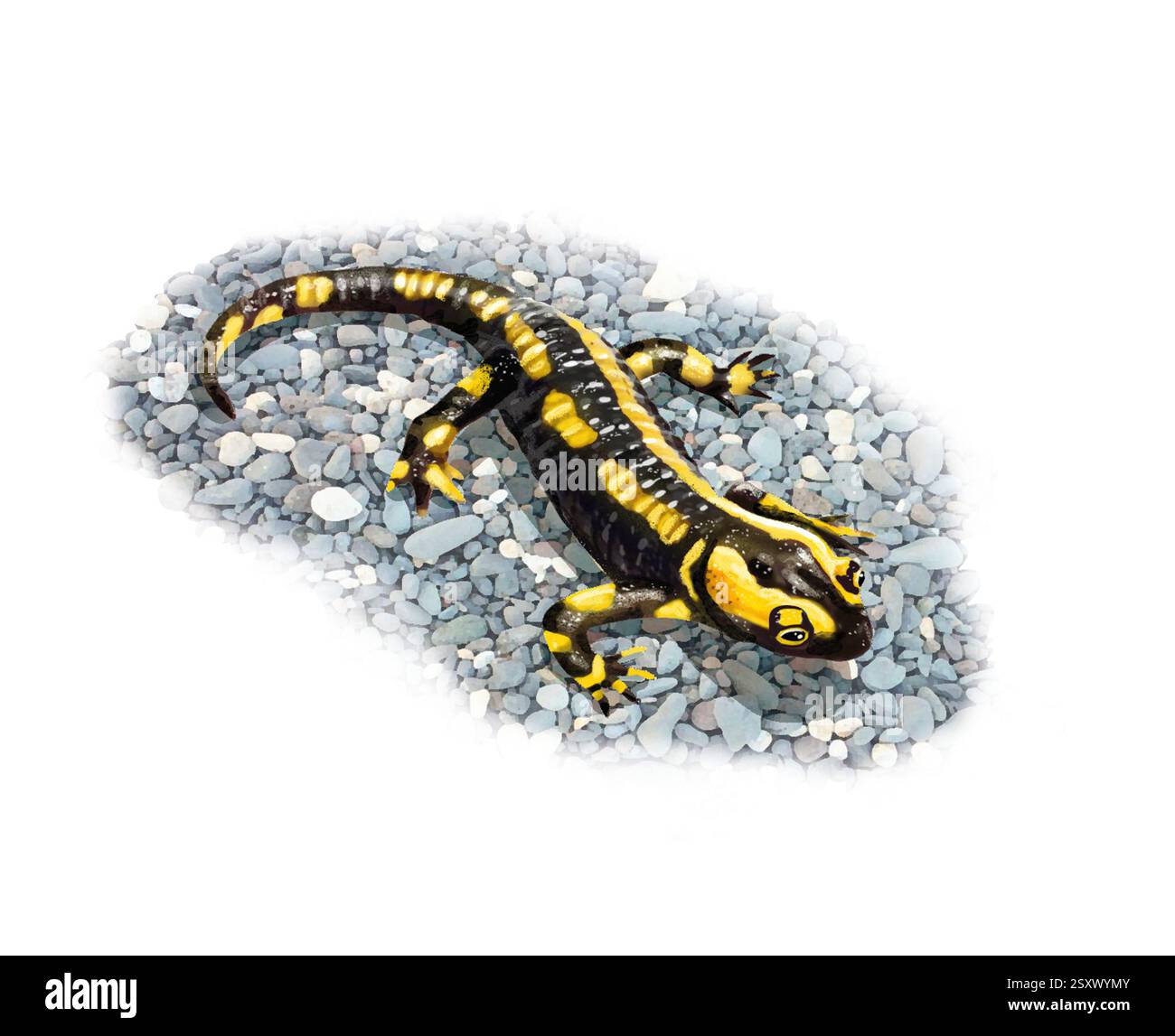 Illustration of a fire salamander (Salamandra salamandra). This ...