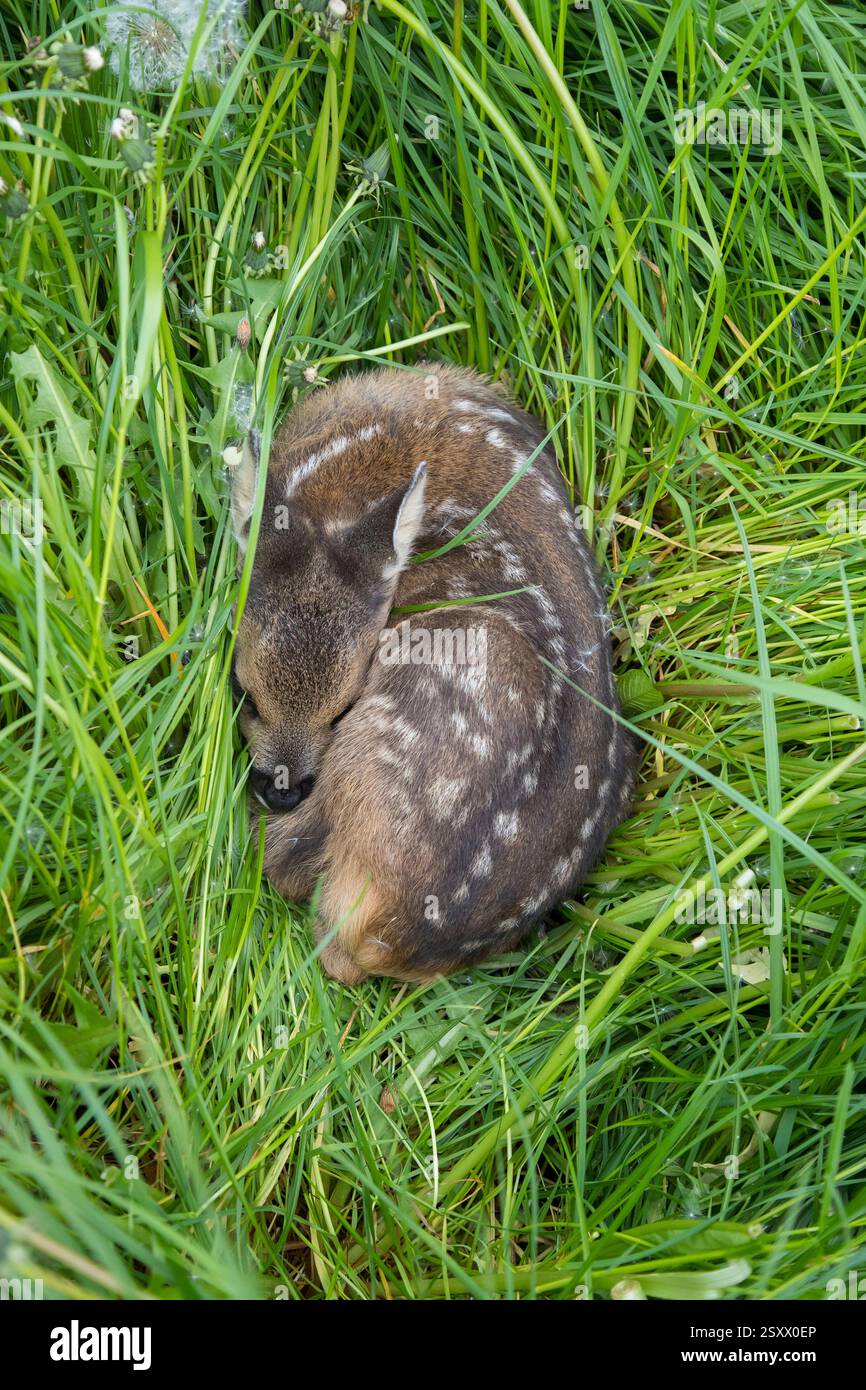 European Roe Deer (Capreolus capreolus). Fawn hiding in grass. Germany ...