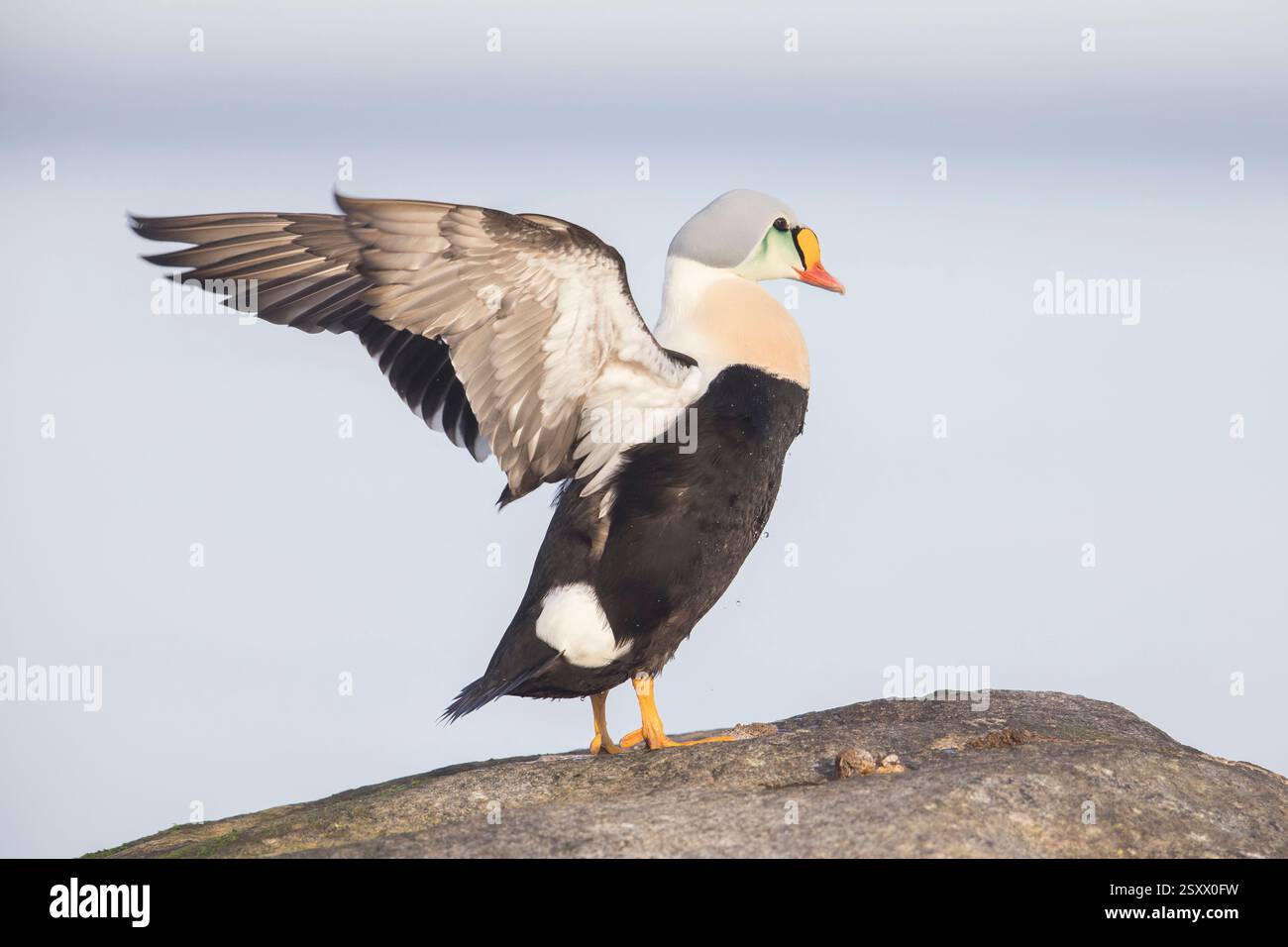 King Eider (Somateria spectabilis). Drake in breeding plumage standing ...