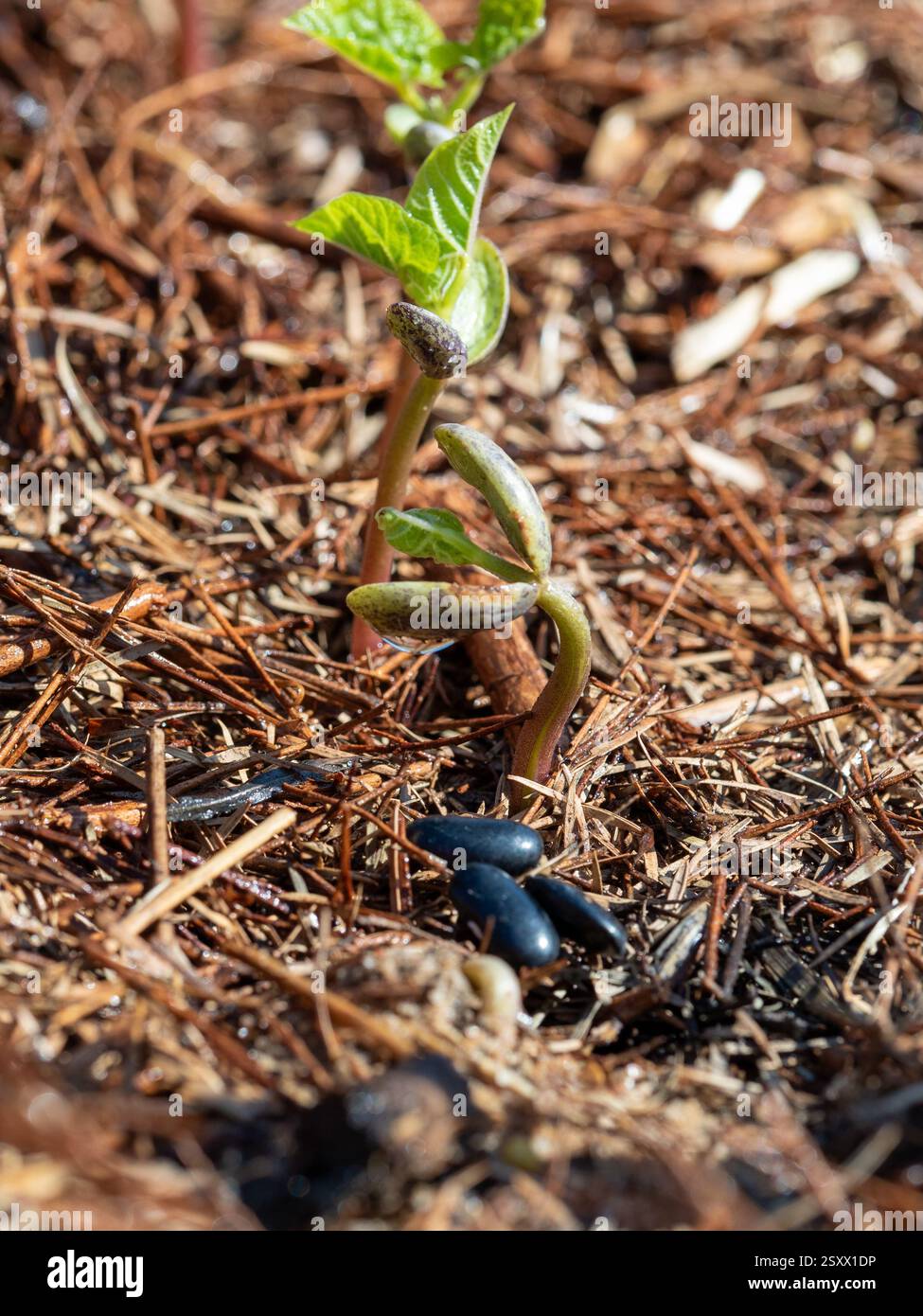 Butter bean plants germination from seeds to seedling, different growth ...