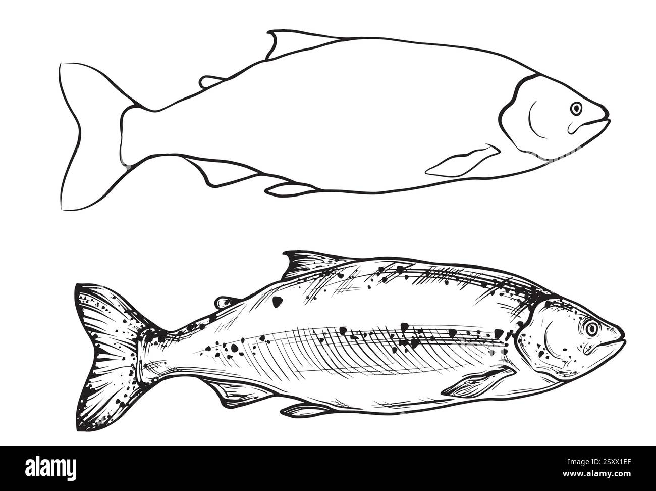 Ink sketch of salmon isolated on white background. Vector ink vintage ...