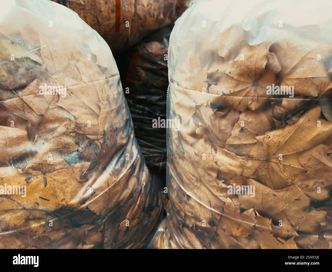 Brown autumn leaves in plastic yard debris bags Stock Photo - Alamy