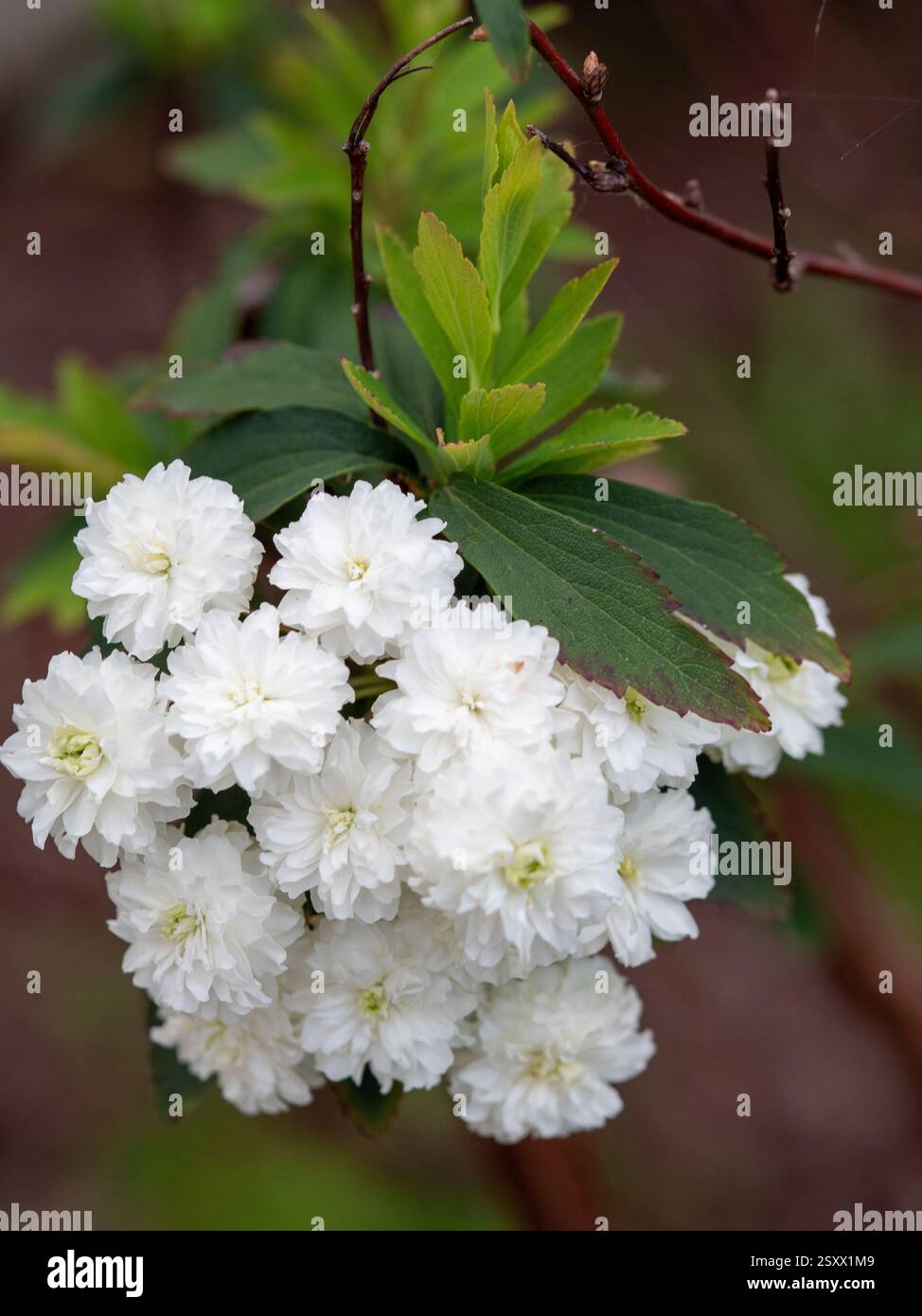 May bush flowers, snowy white clusters and green leaves Stock Photo - Alamy