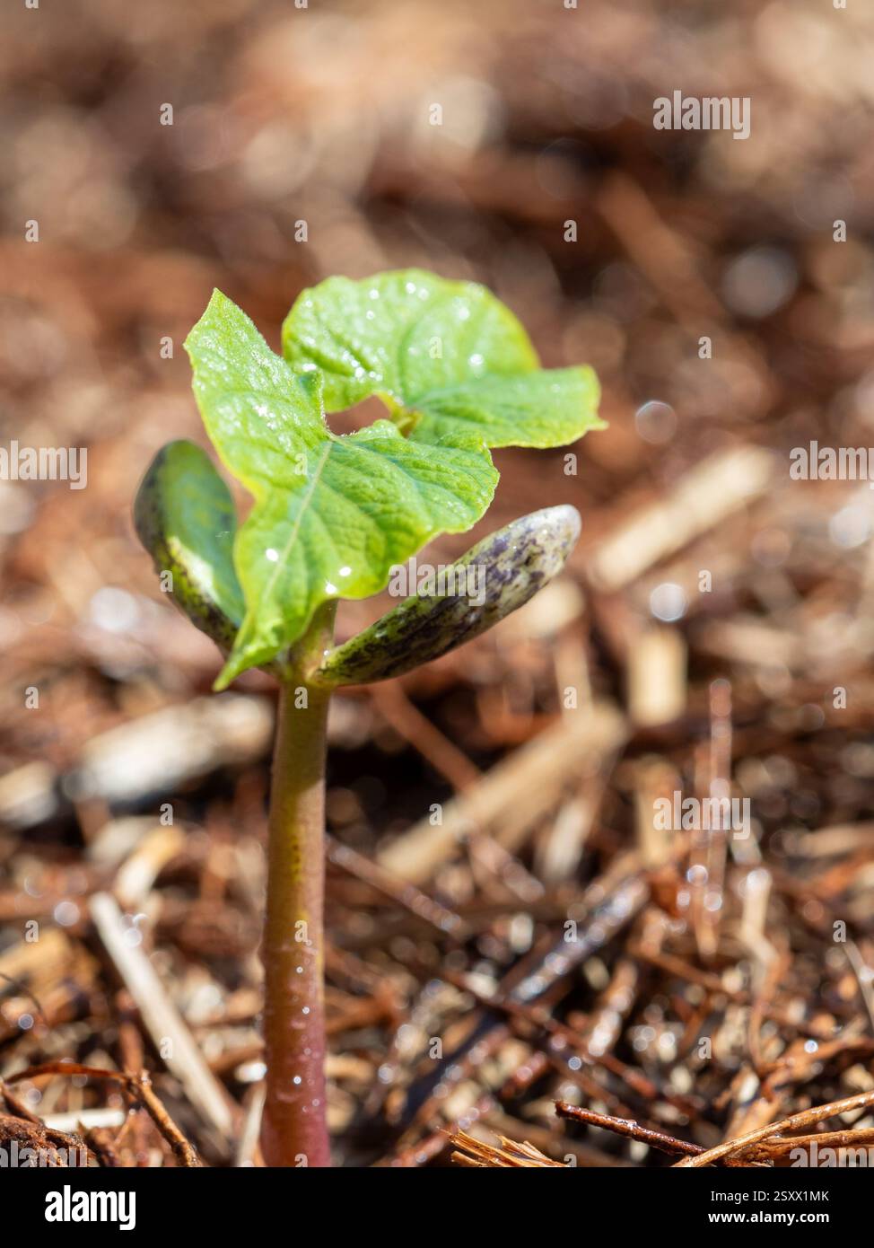 Seedling, beak plant just emerged from seed, sprouting into life with ...