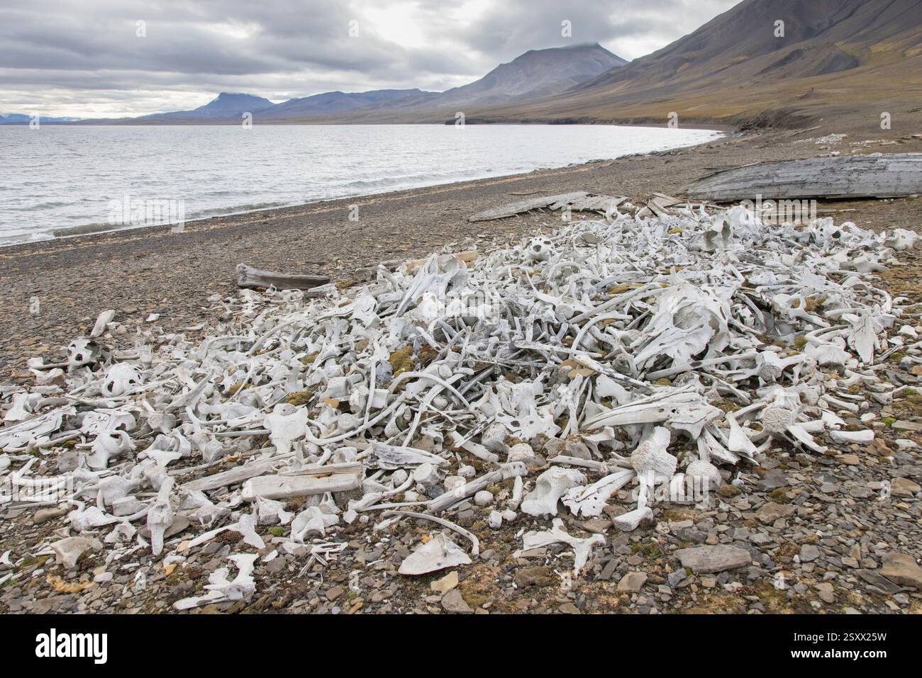 Beluga whale bones at the Bamsebu whaling station on the Ahlstrand ...