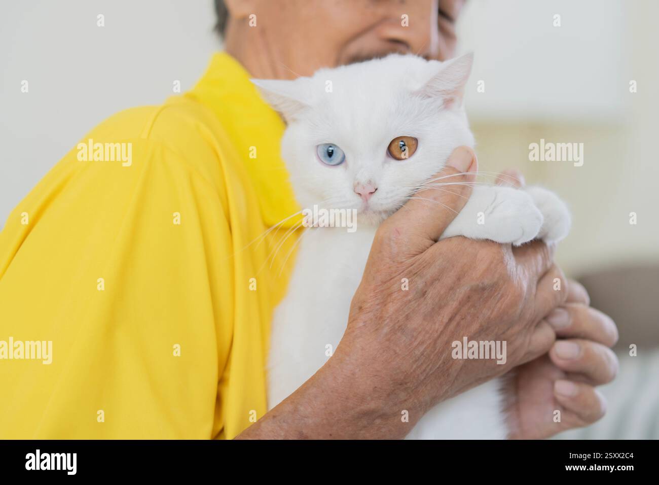 An elderly man holds a small white kitten in his hands, love, care ...