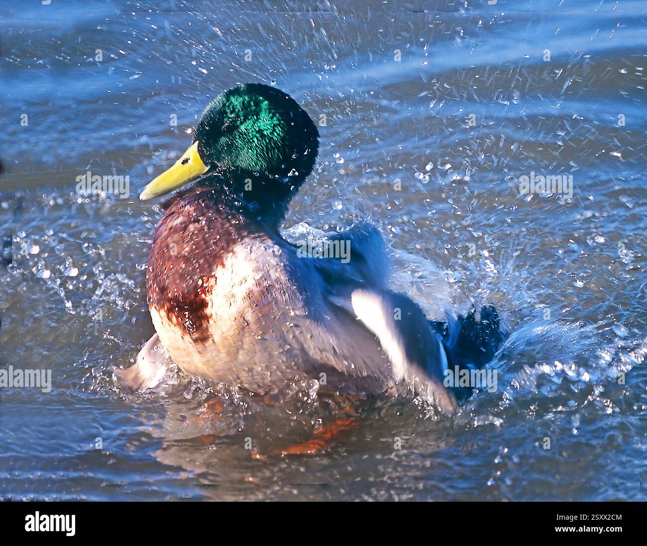 Mallard (Anas platyrhynchos). Courting drake raising up out of water ...