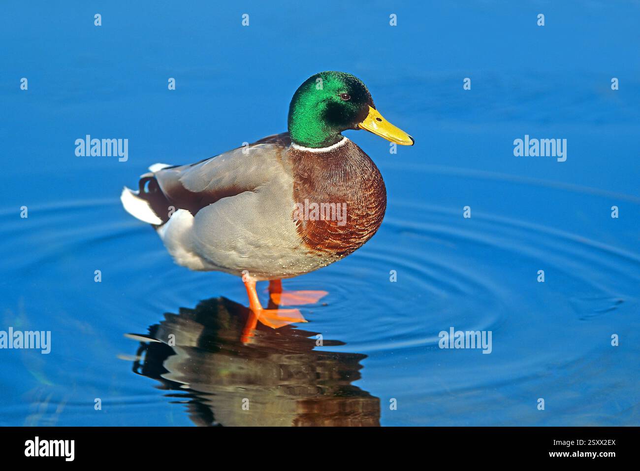 Mallard (Anas platyrhynchos). Drake standing in shallow water. Germany ...