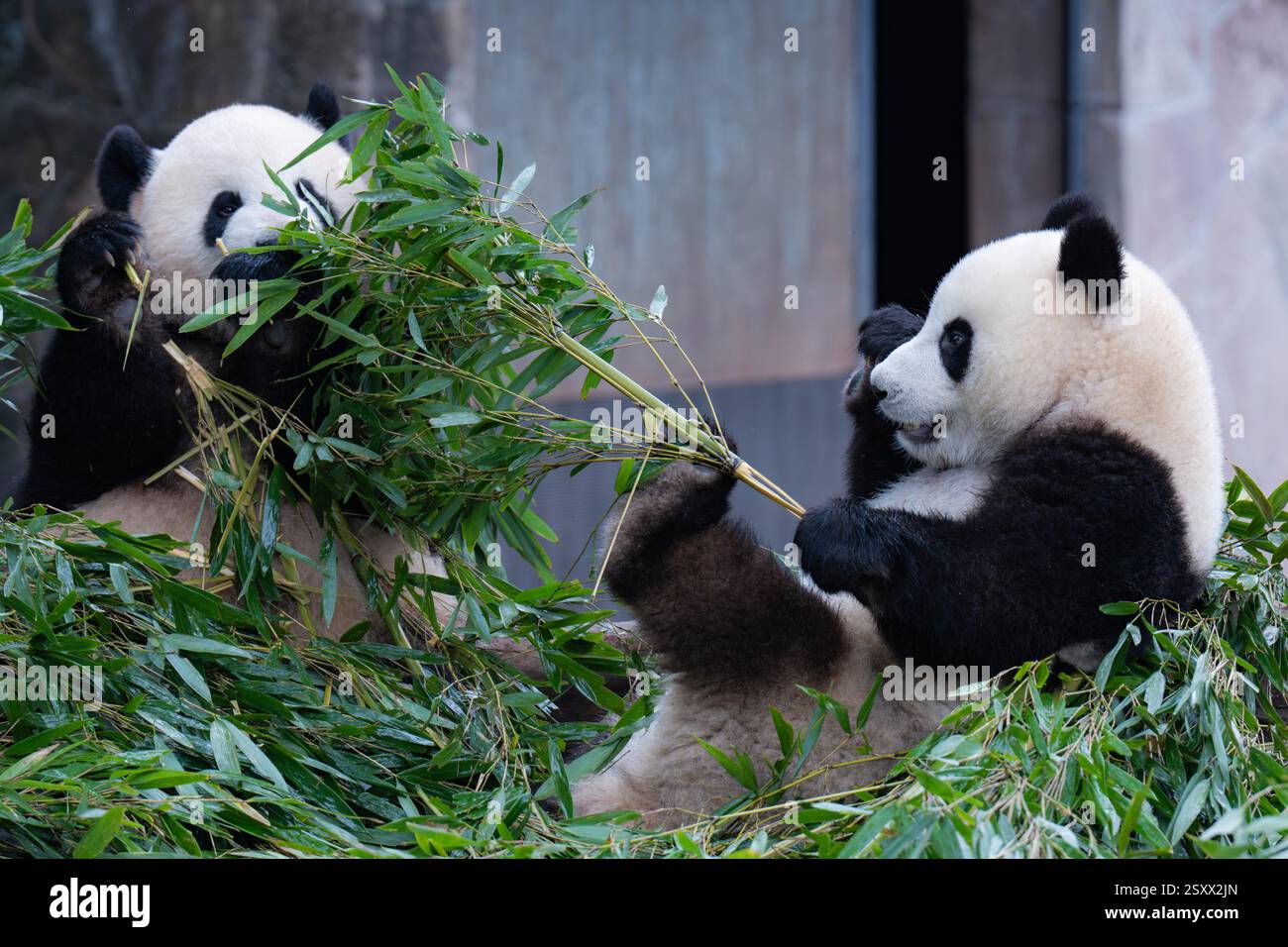 Giant pandas eat food at Chongqing Zoo, Chongqing, China, 23 February ...