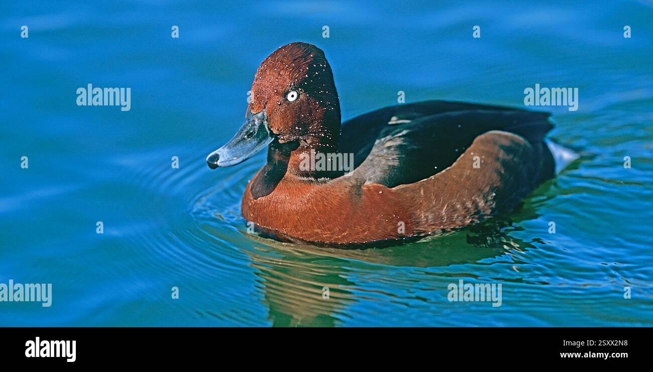 Ferruginous Duck, Ferruginous Pochard (Aythya nyroca). Drake on pond ...