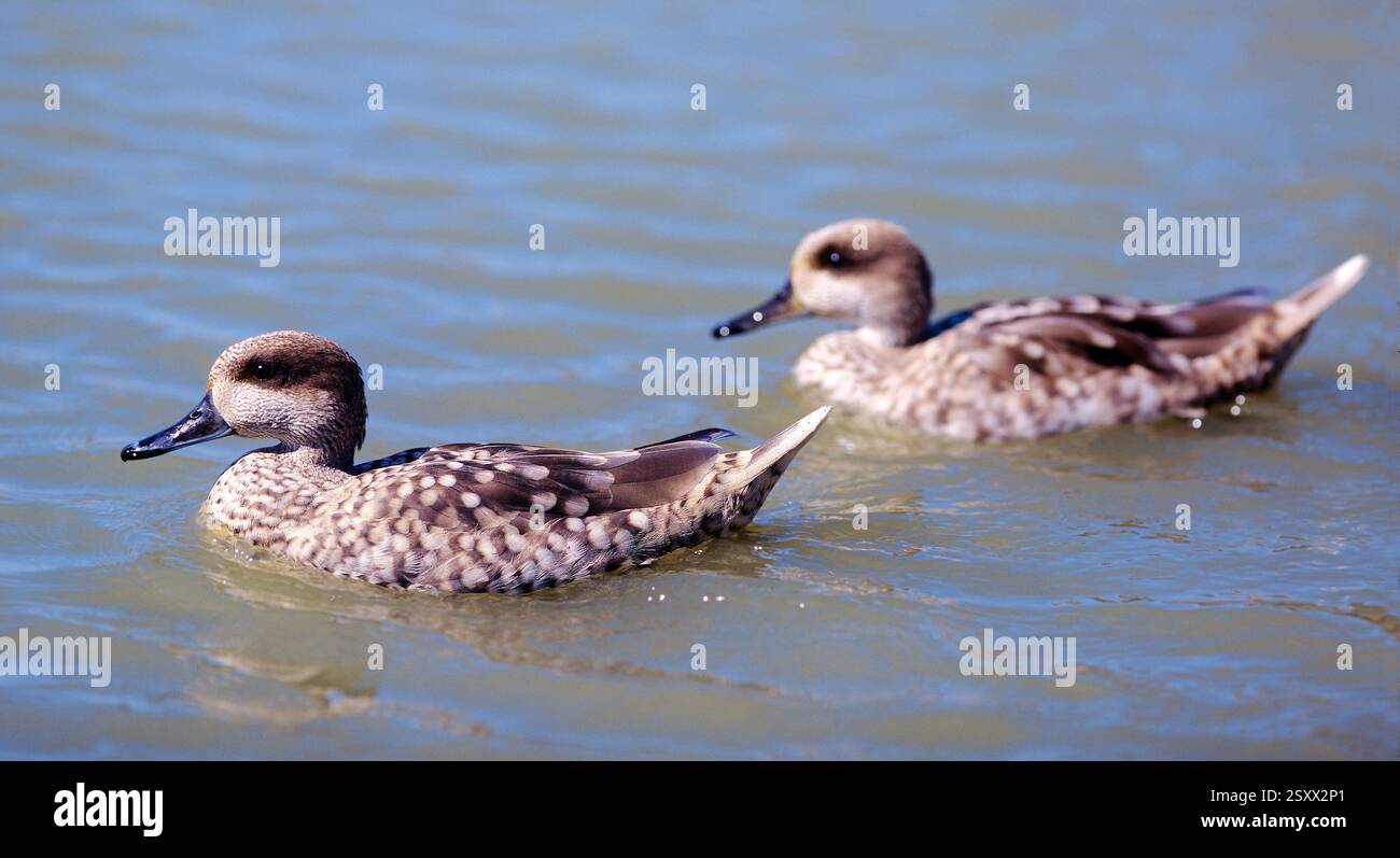 Marbled Duck (Marmaronetta angustirostris). Couple on water. Camargue, France Stock Photo - Alamy