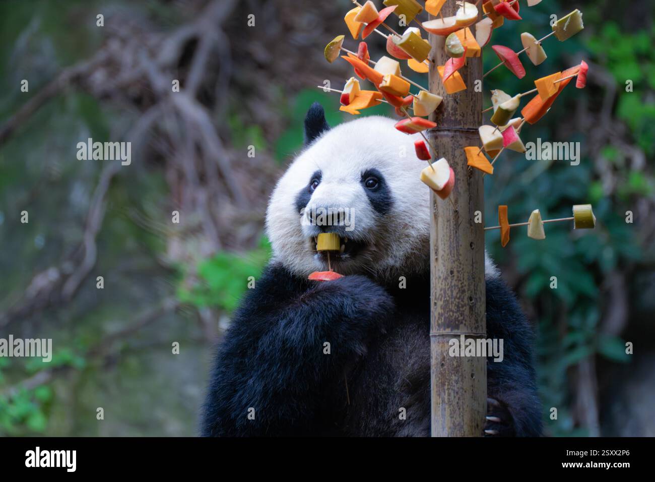 Giant pandas eat food at Chongqing Zoo, Chongqing, China, 23 February ...