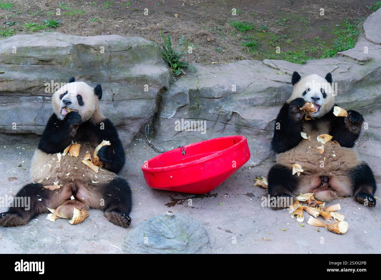 Giant pandas eat food at Chongqing Zoo, Chongqing, China, 23 February ...