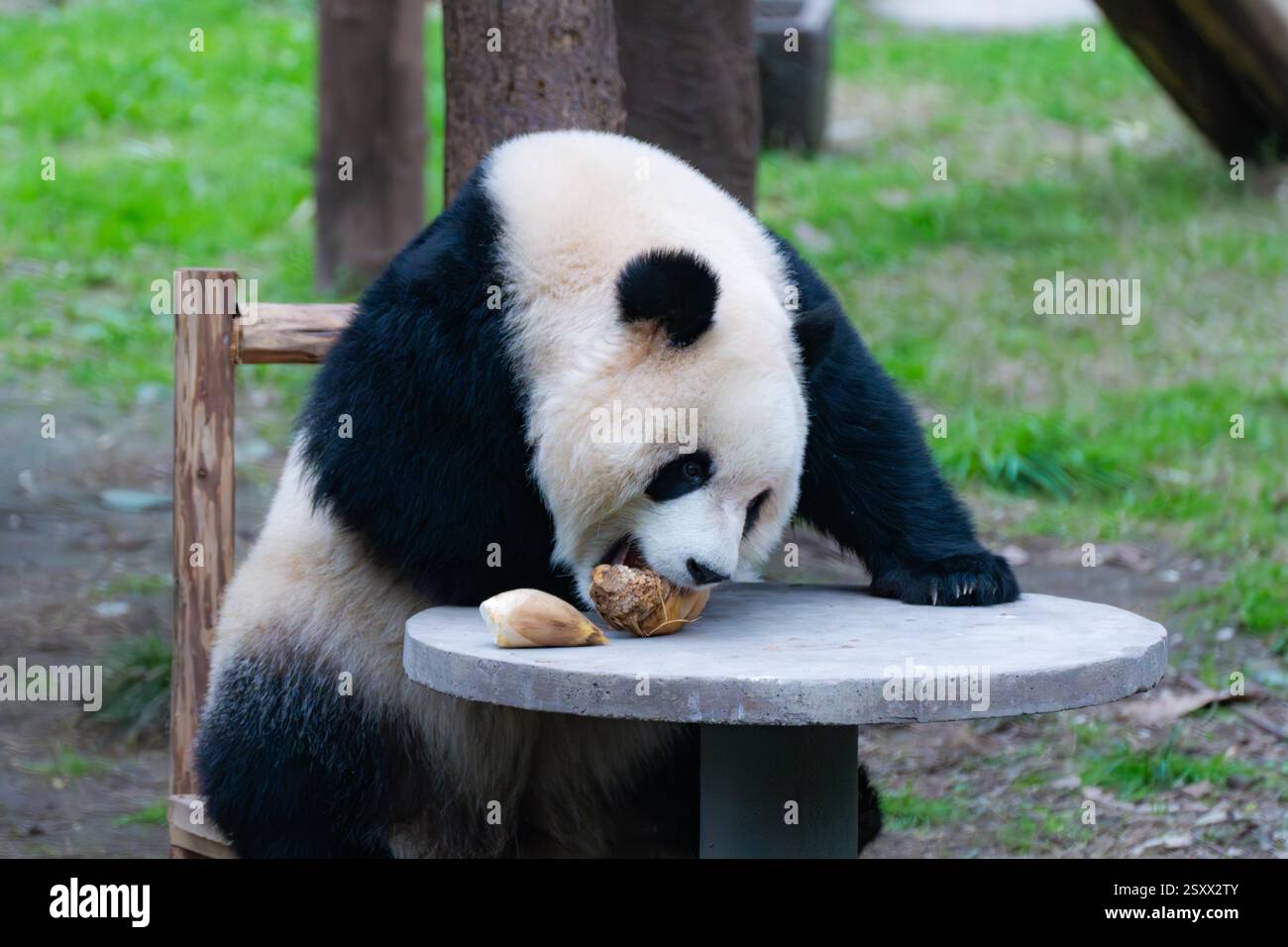 Giant pandas eat food at Chongqing Zoo, Chongqing, China, 23 February ...