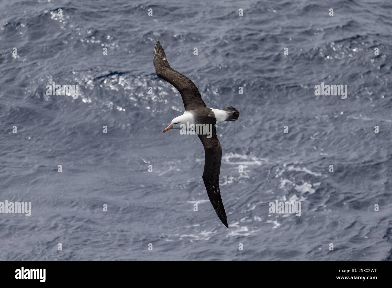 Black-browed Albatross (Thalassarche melanophris). Bird in flight ...
