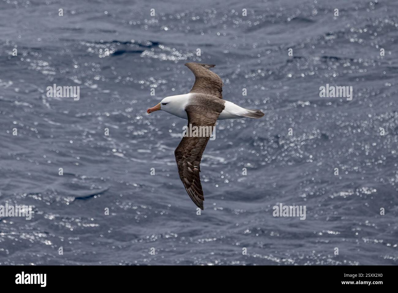 Black-browed Albatross (Thalassarche melanophris). Bird in flight ...