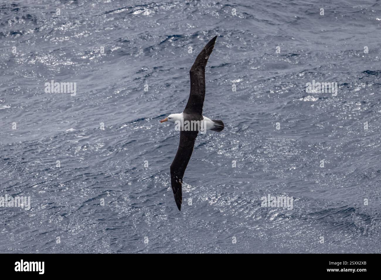 Black-browed Albatross (Thalassarche melanophris). Bird in flight ...