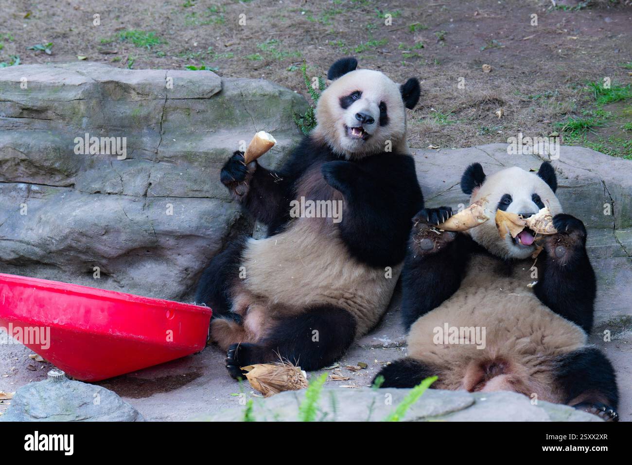 Giant pandas eat food at Chongqing Zoo, Chongqing, China, 23 February ...