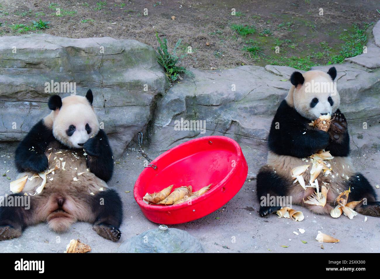 Giant pandas eat food at Chongqing Zoo, Chongqing, China, 23 February ...