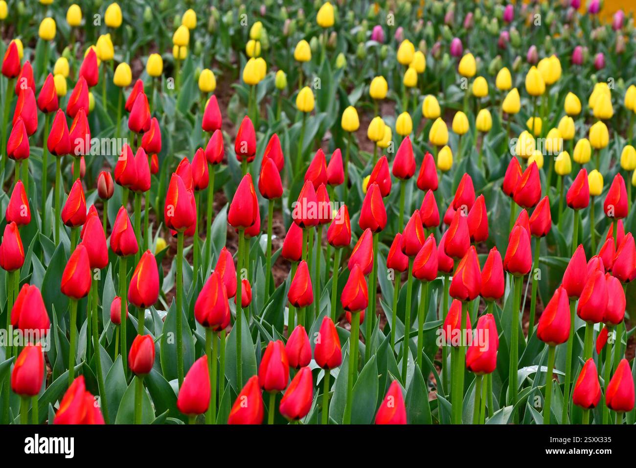 Tulip flowers bloom in Jinhua City, east China's Zhejiang Province, 23 ...