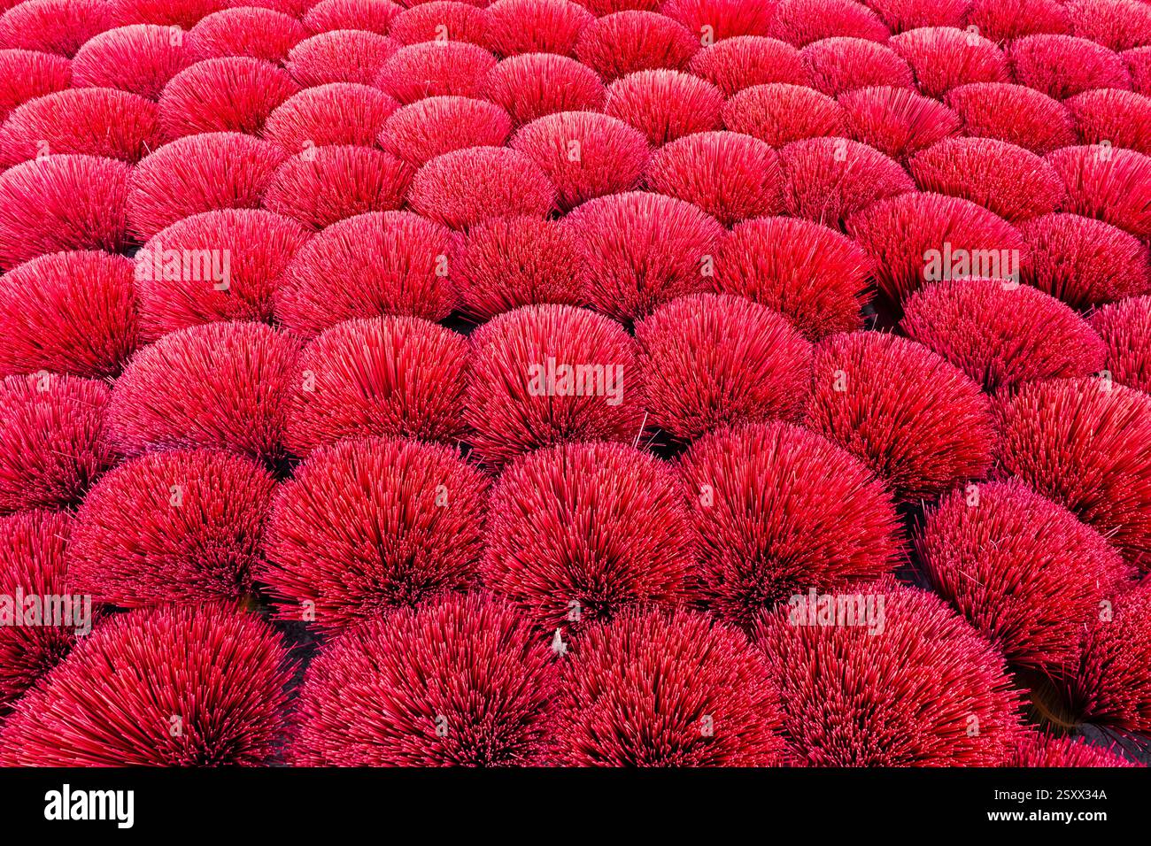 Red-coloured thin bamboo sticks in bundles for the production of ...